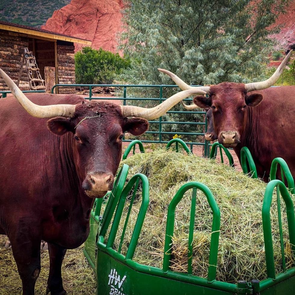The World-Famous Flying W Wranglers Western Singing Band