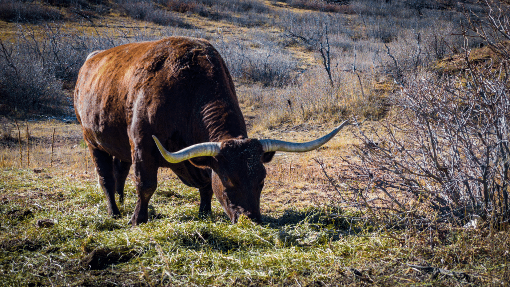 Save the American Devon Milking Cattle